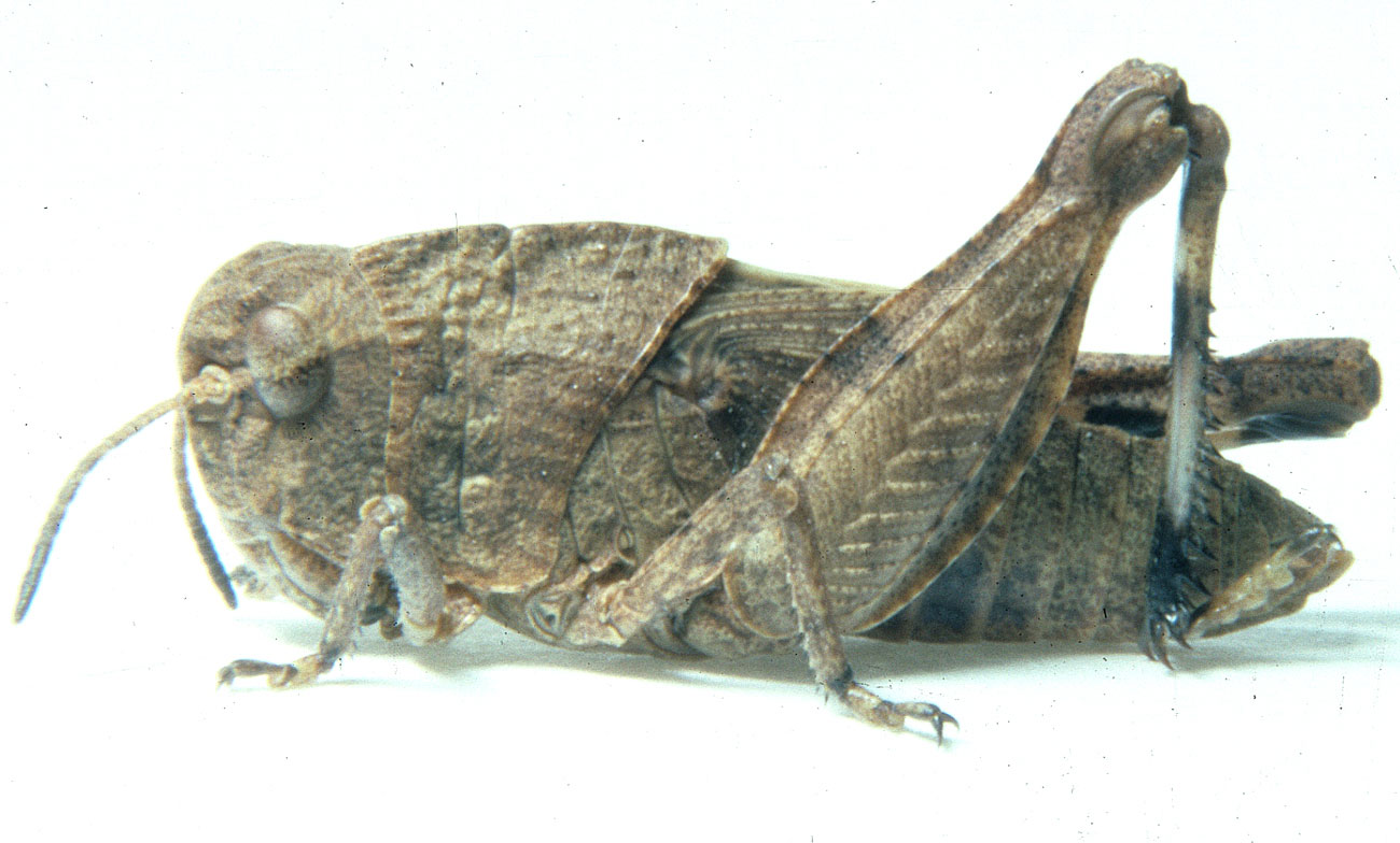 Arphia conspersa | Grasshoppers of the Western U.S.