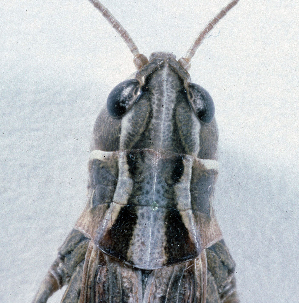 Bruneria brunnea | Grasshoppers of the Western U.S.