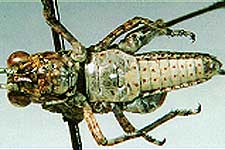 Derotmema haydeni | Grasshoppers of the Western U.S.