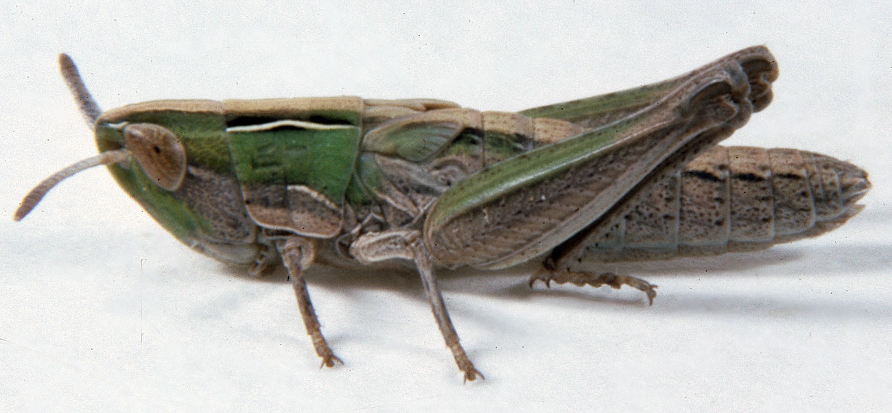 Eritettix simplex | Grasshoppers of the Western U.S.
