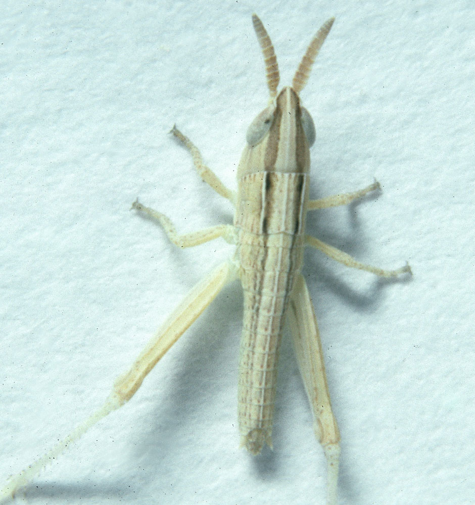 Eritettix simplex | Grasshoppers of the Western U.S.