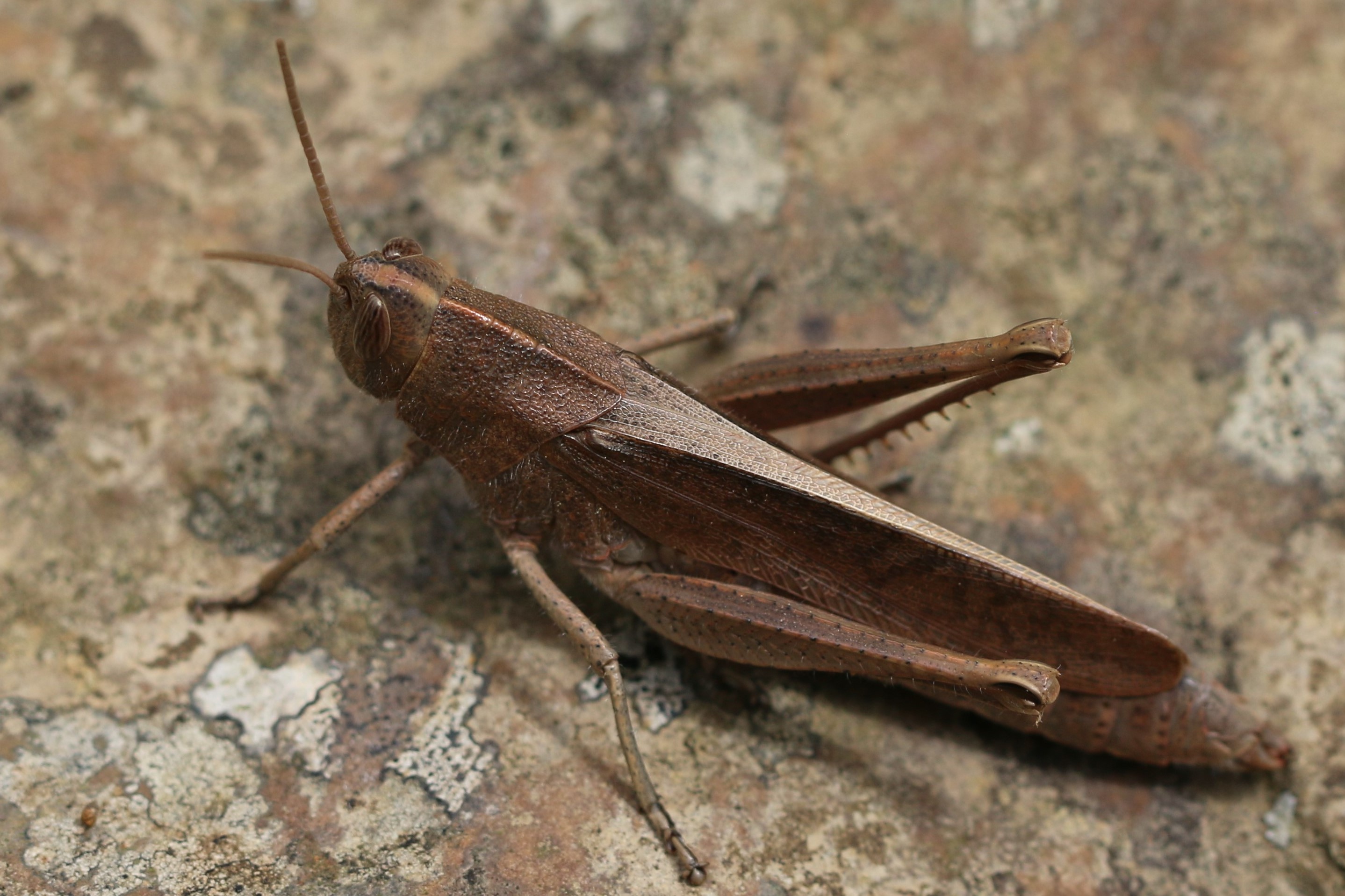 Schistocerca sp. | Grasshoppers of the Western U.S.