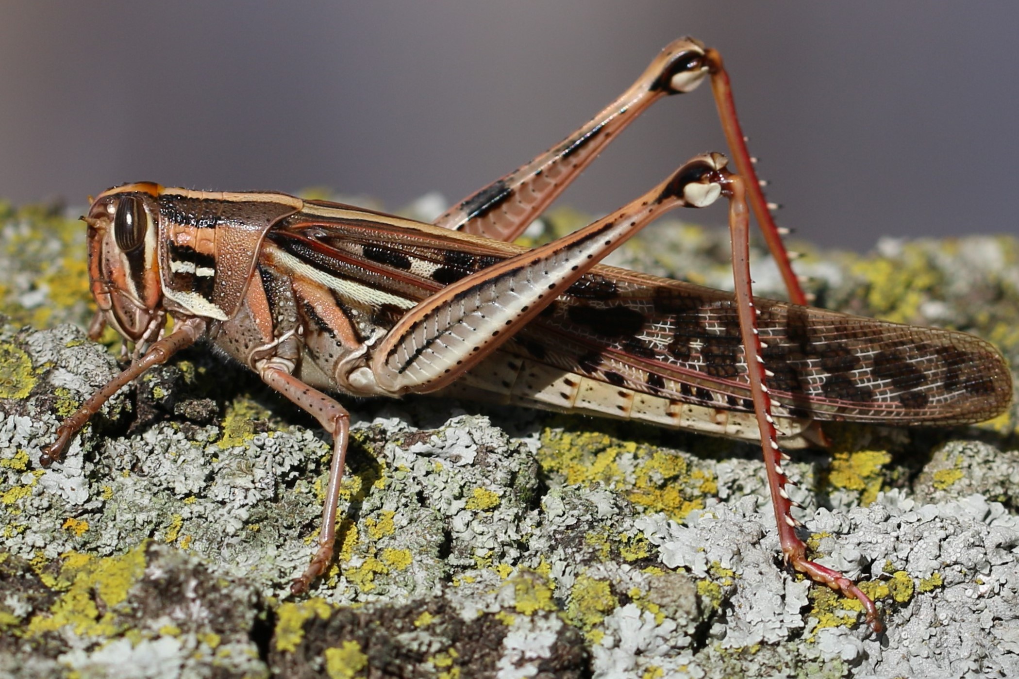 Schistocerca sp. | Grasshoppers of the Western U.S.