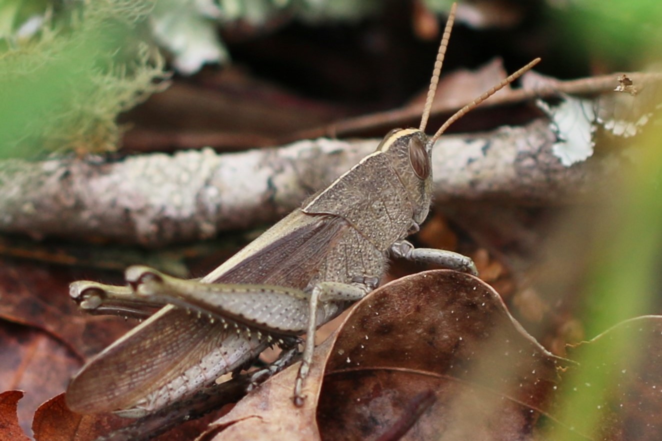 Schistocerca sp. | Grasshoppers of the Western U.S.