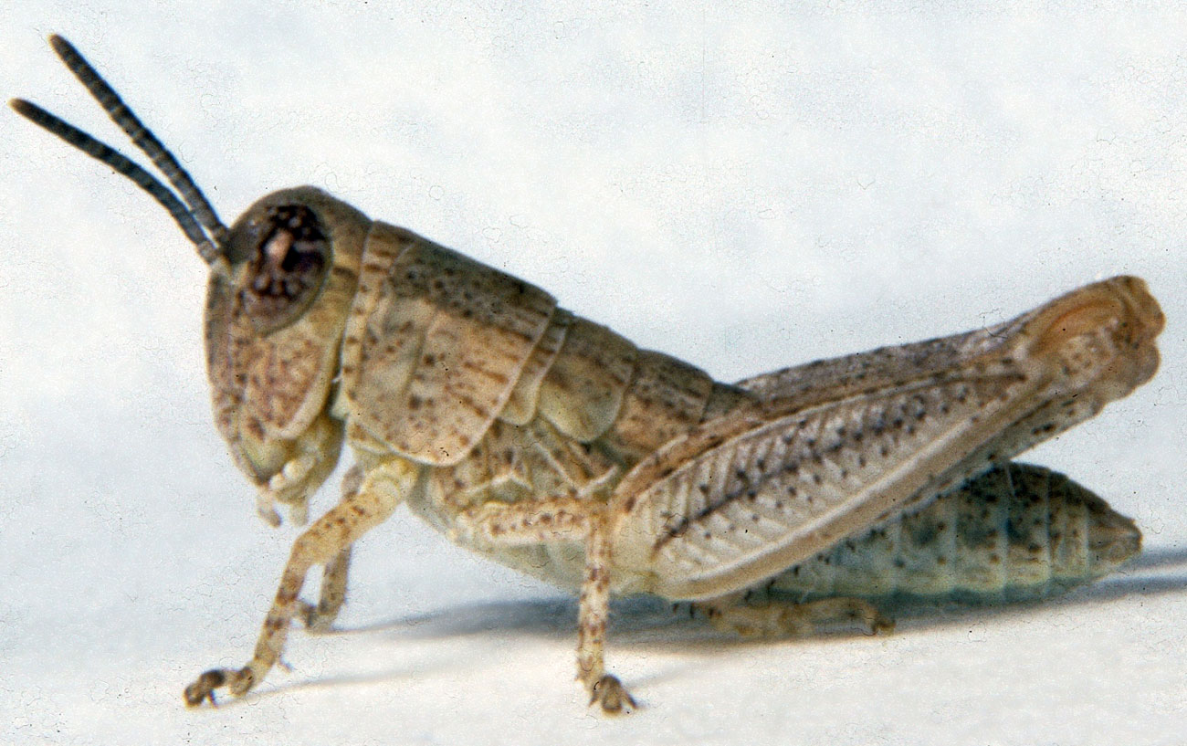 Melanoplus angustipennis | Grasshoppers of the Western U.S.