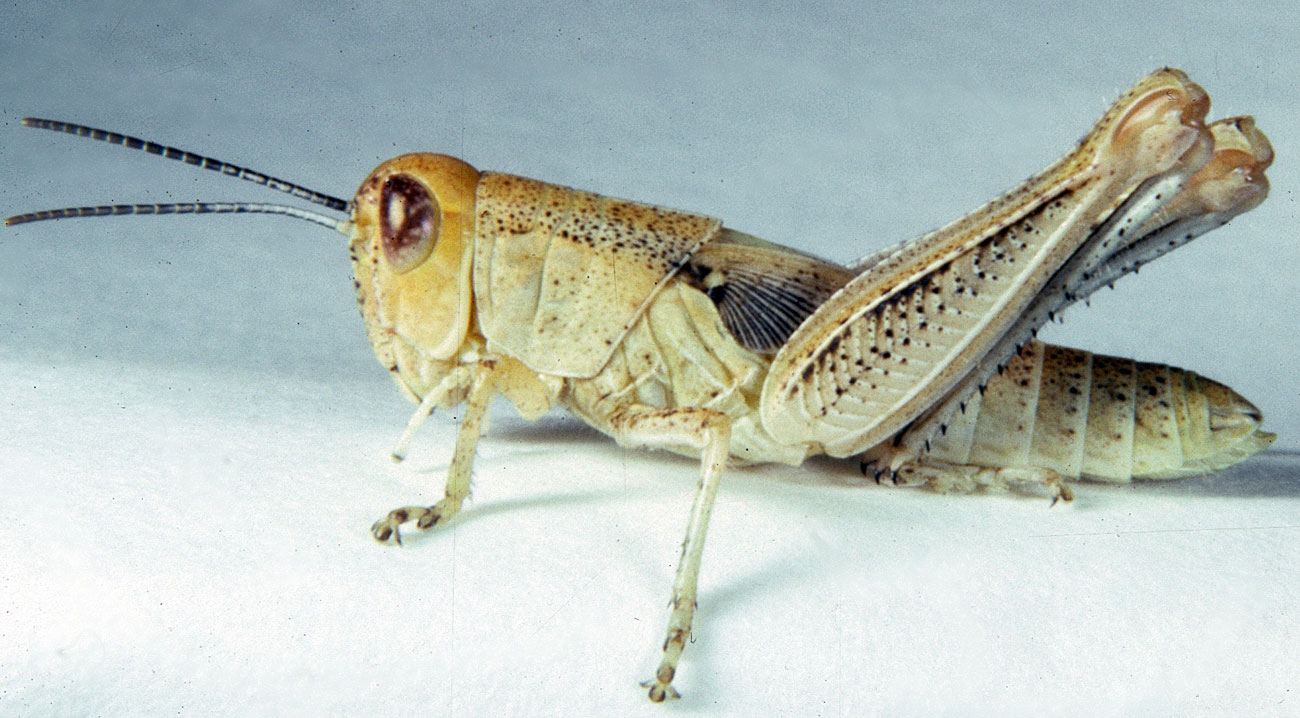 Melanoplus angustipennis | Grasshoppers of the Western U.S.