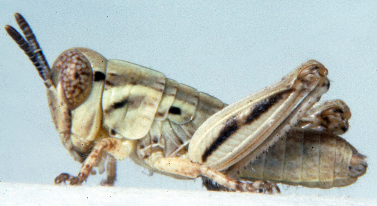Melanoplus devastator | Grasshoppers of the Western U.S.