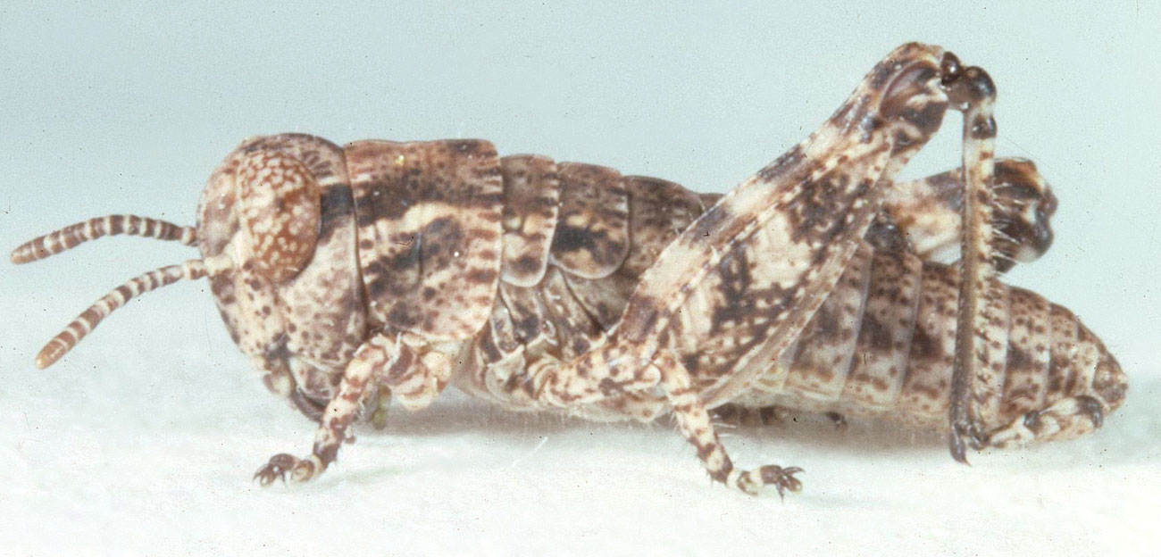 Melanoplus kennicotti | Grasshoppers of the Western U.S.