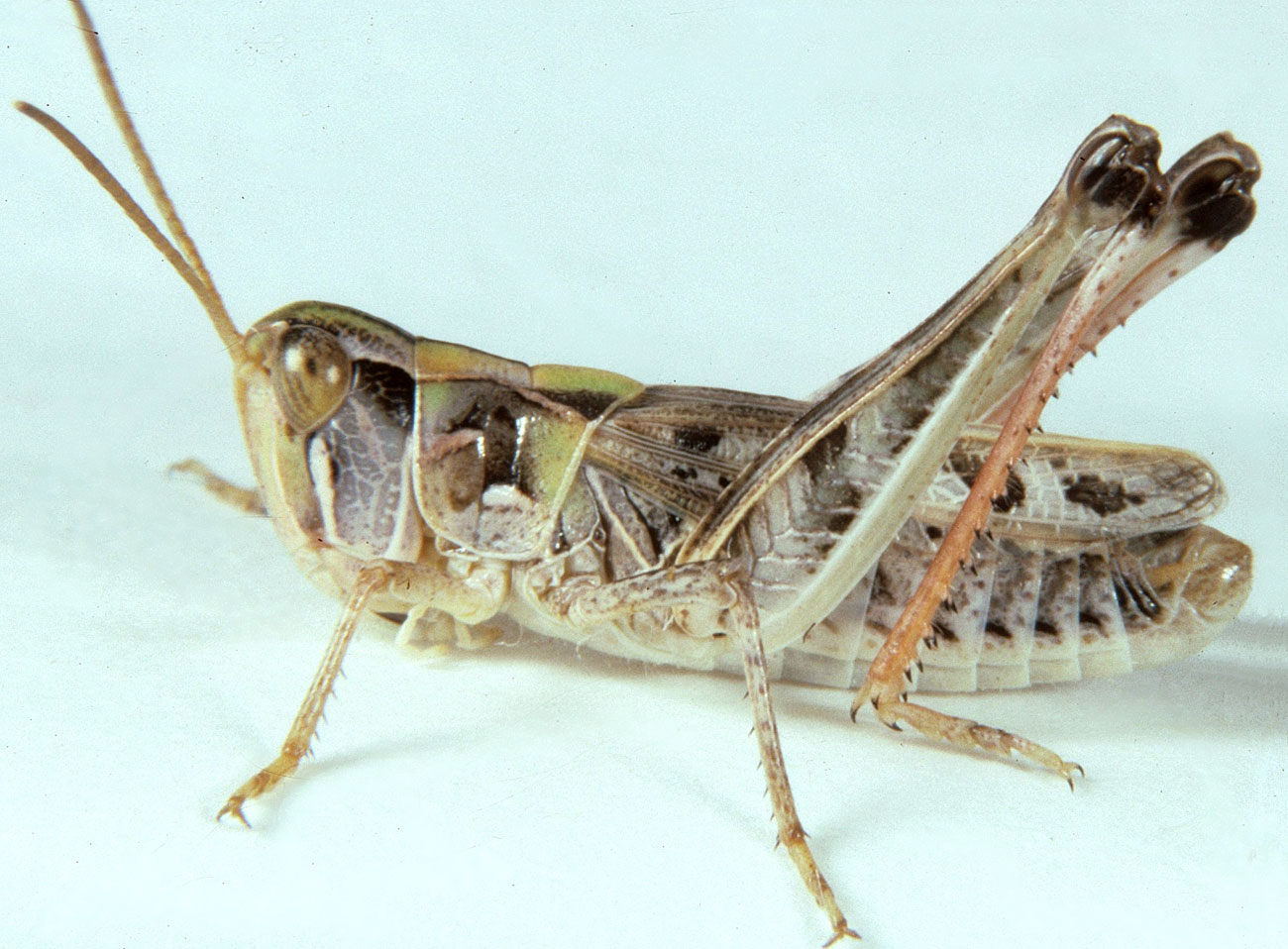 Phlibostroma quadrimaculatum | Grasshoppers of the Western U.S.