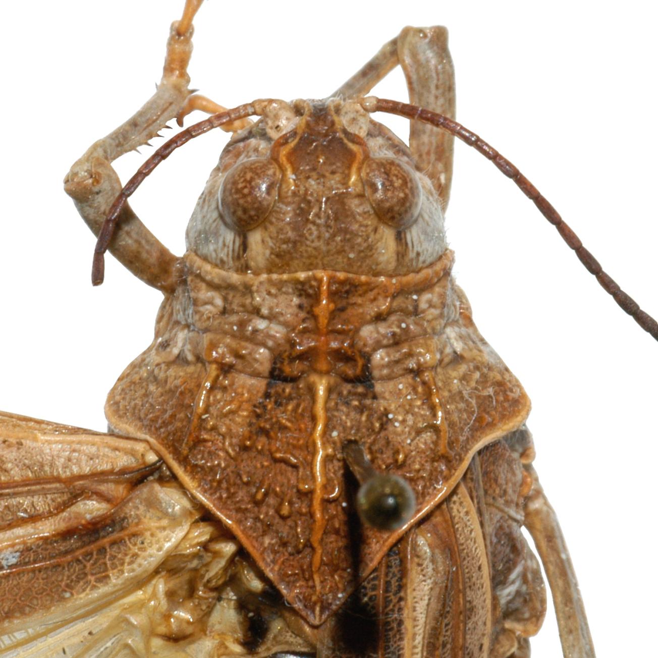 Xanthippus montanus | Grasshoppers of the Western U.S.