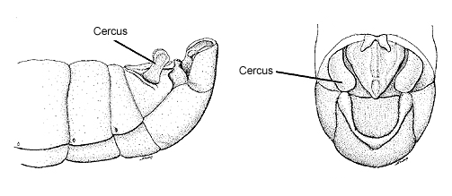 Morphology | Grasshoppers of the Western U.S.