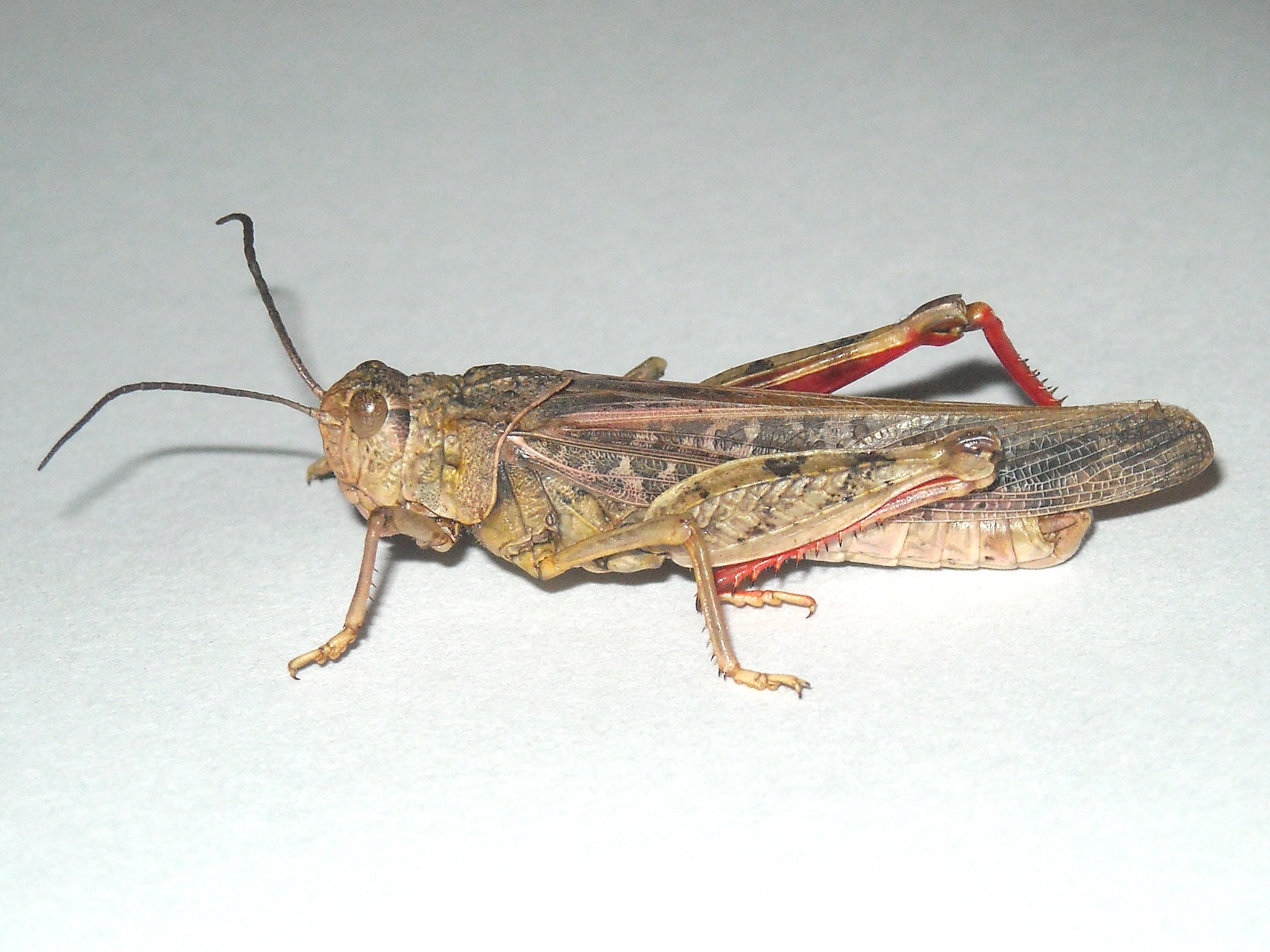 Xanthippus montanus | Grasshoppers of the Western U.S.