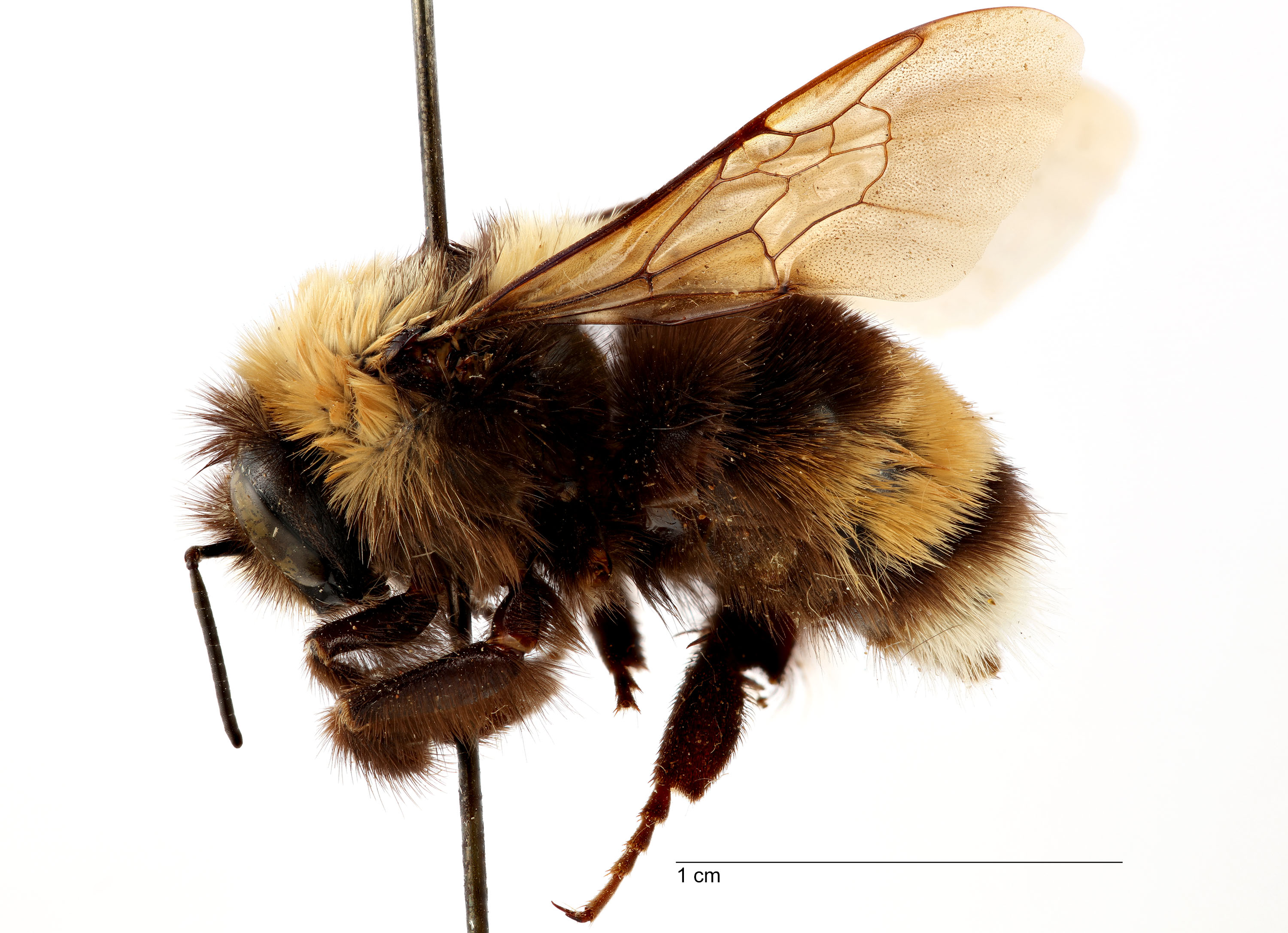 Bombus | NA hornet screening tool