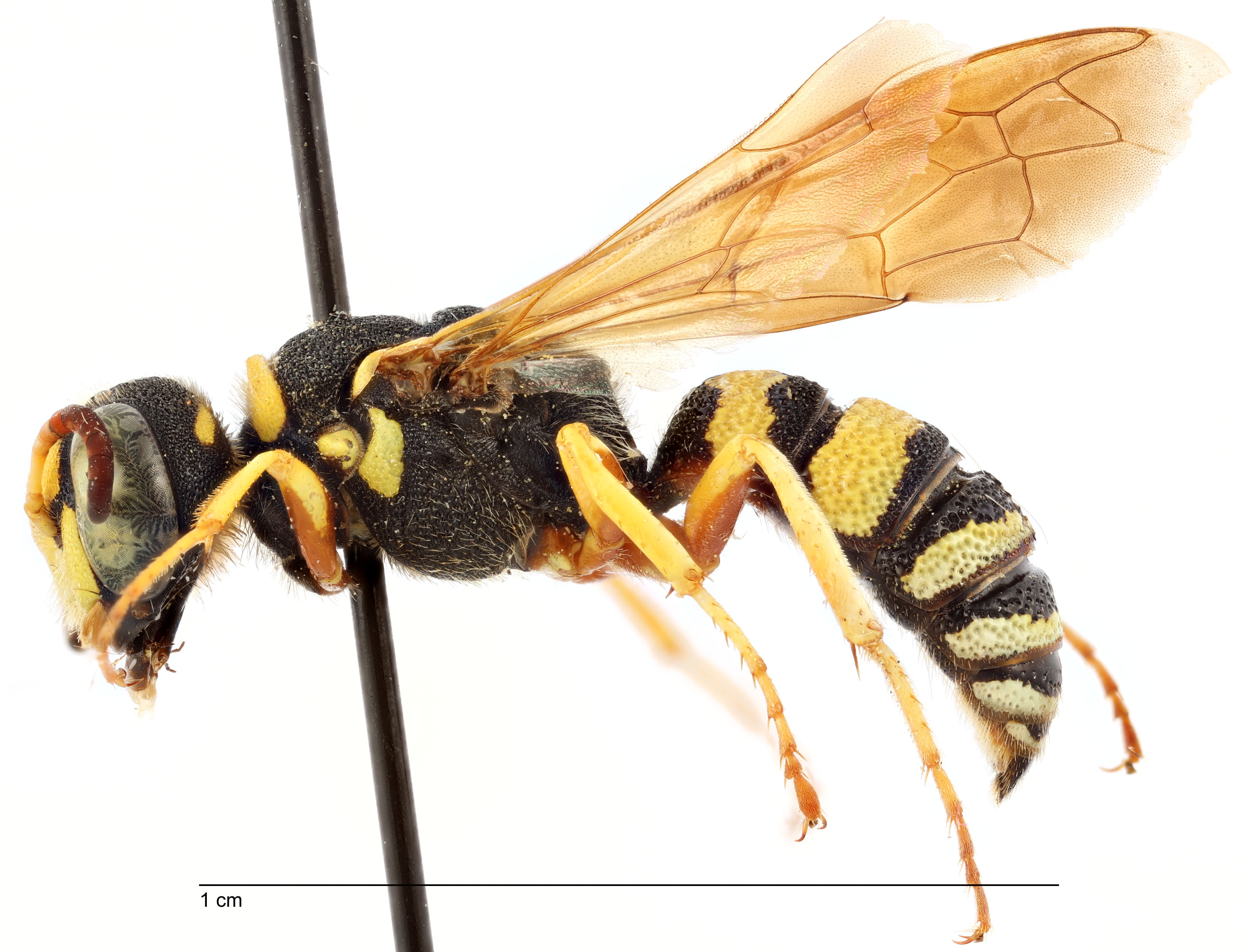 Philanthus | NA hornet screening tool