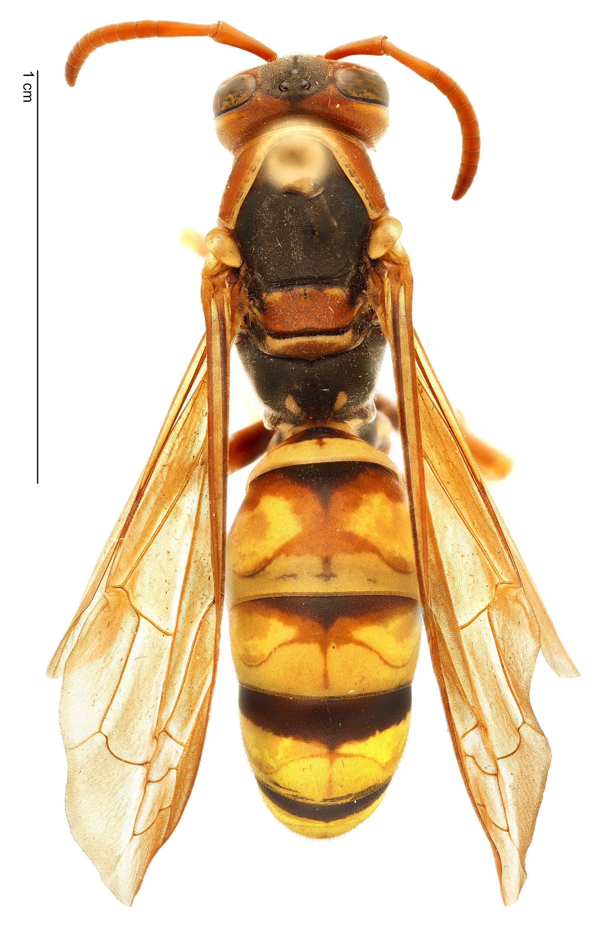 Polistes | North American Hornet Screening Tool