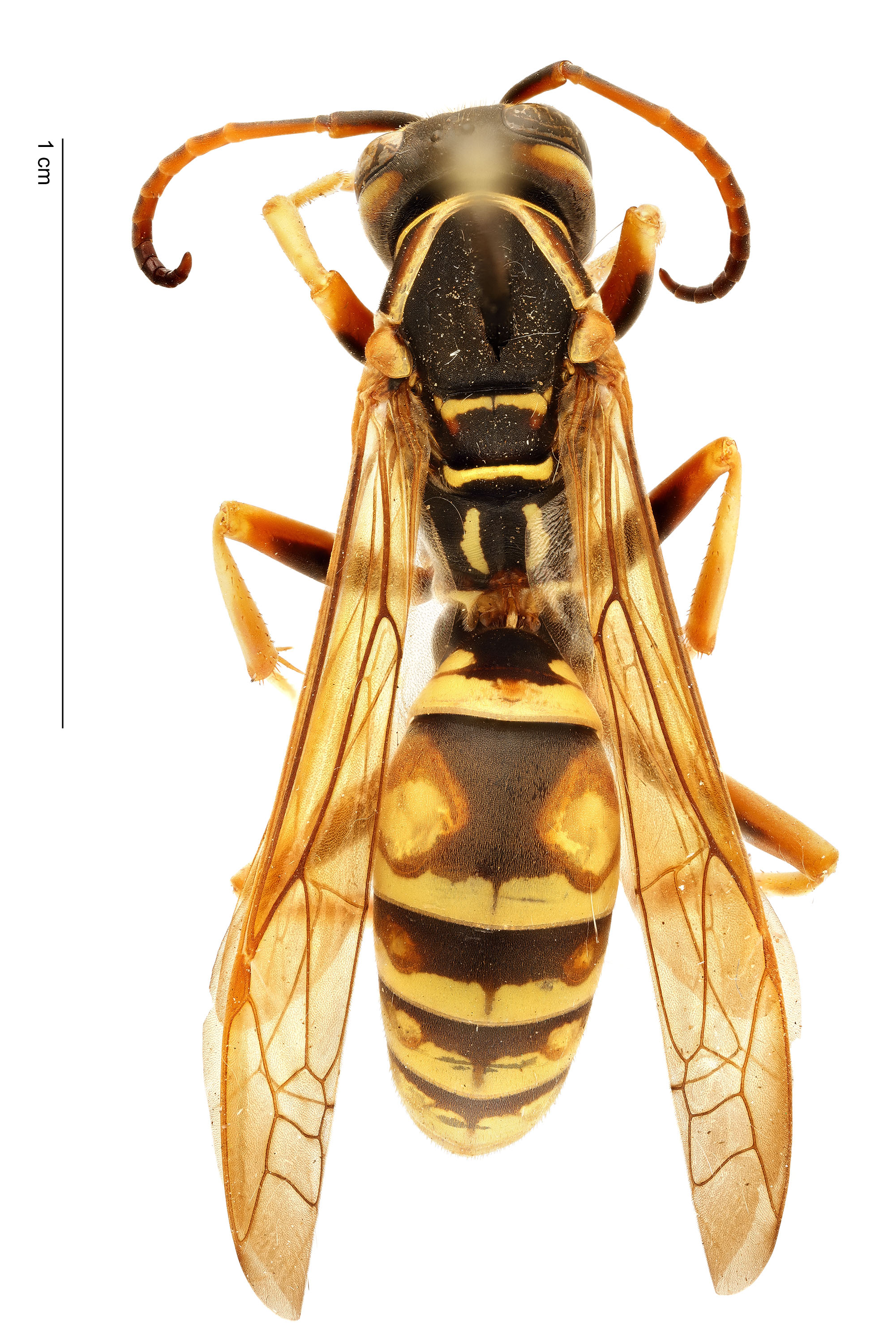 Polistes | North American Hornet Screening Tool