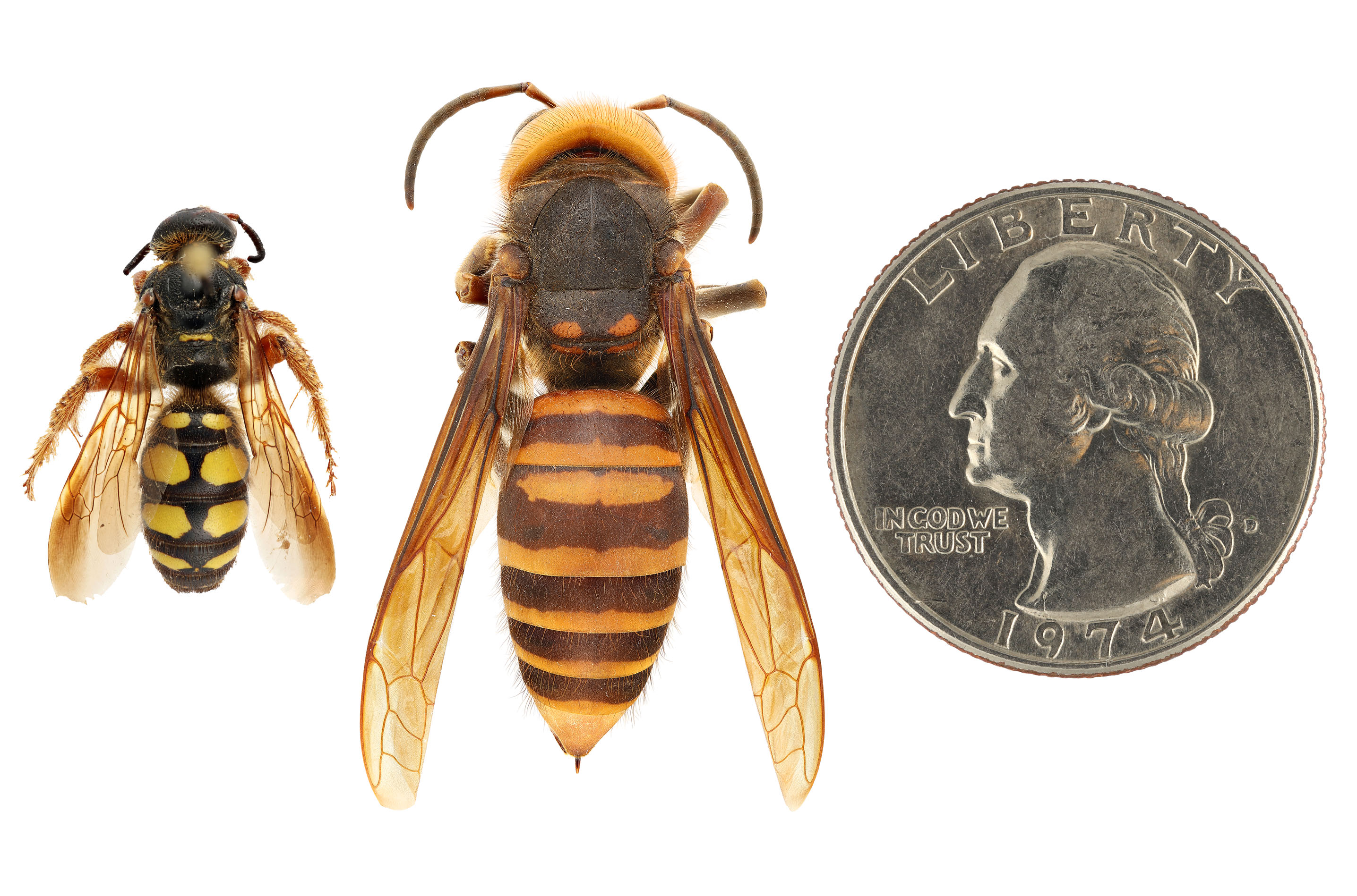 Scoliidae | NA hornet screening tool