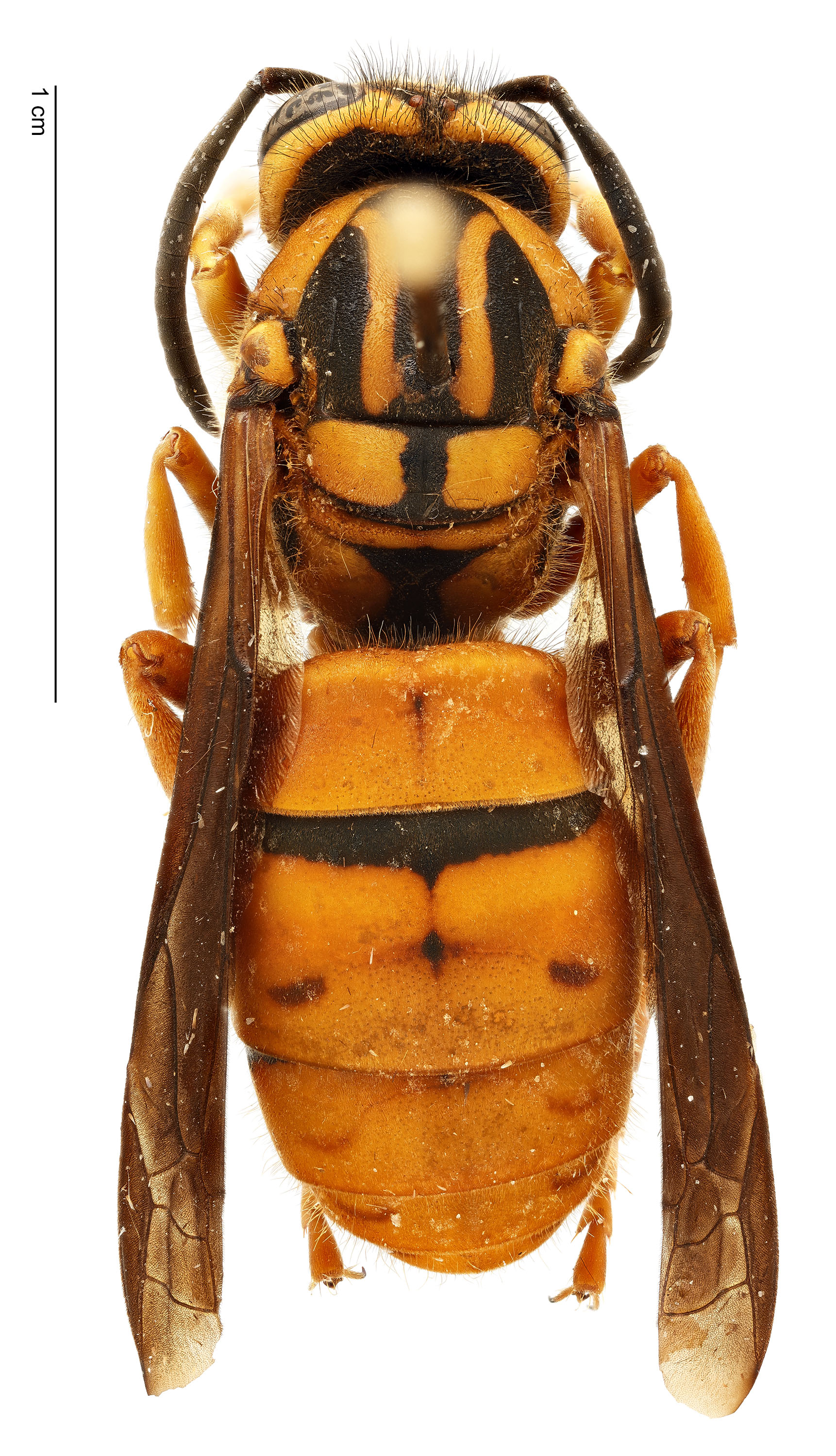 Vespula | NA hornet screening tool