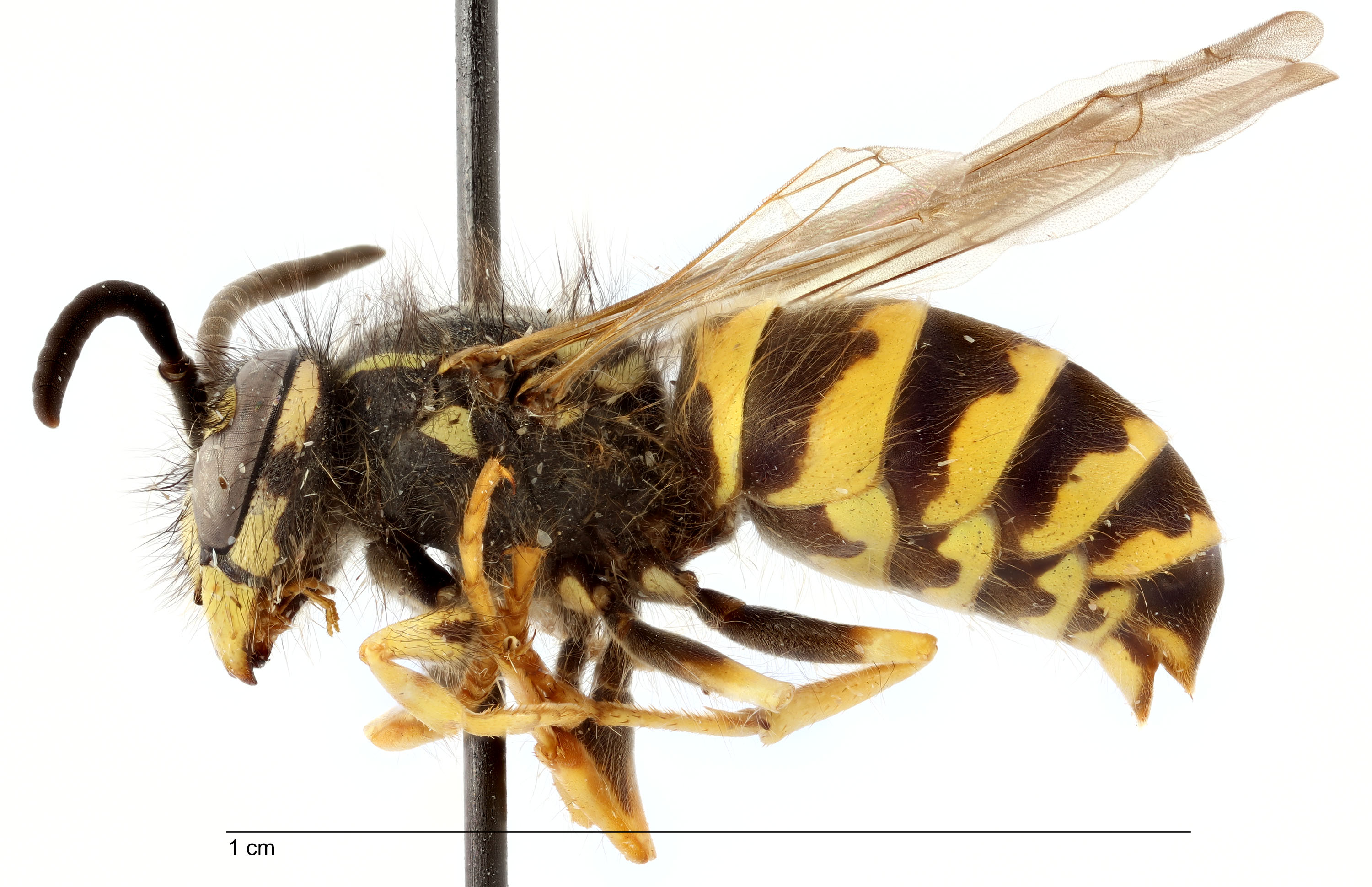 Vespula | NA hornet screening tool