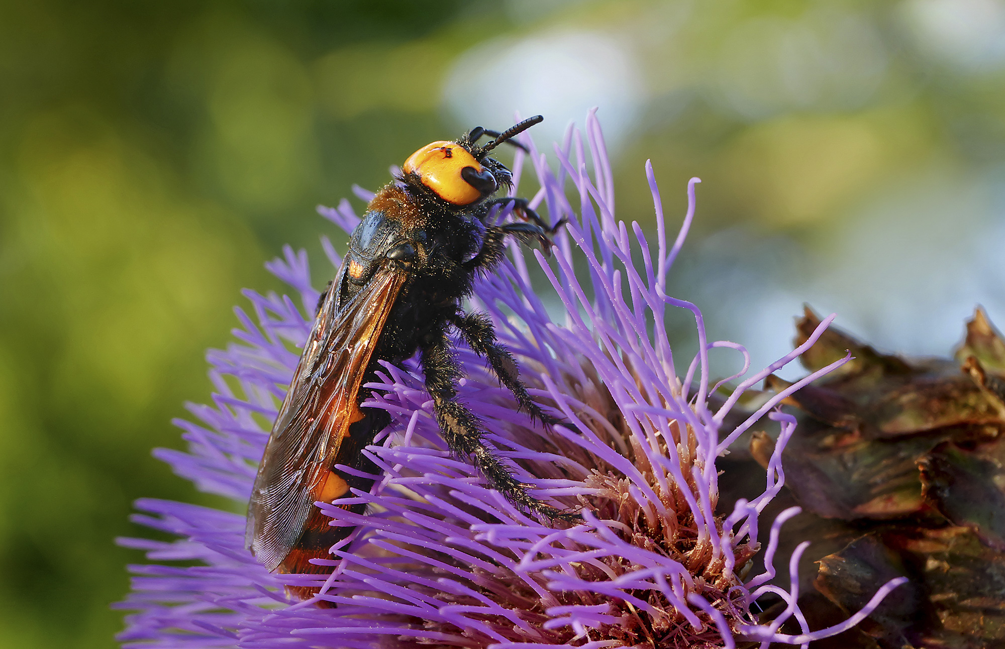 Scoliidae | NA hornet screening tool