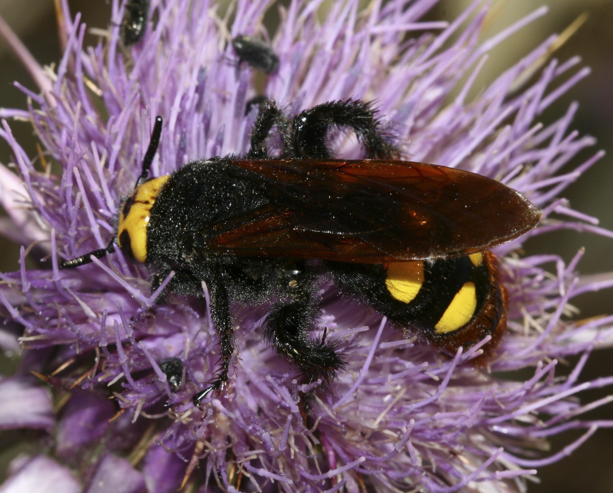 Scoliidae | NA hornet screening tool