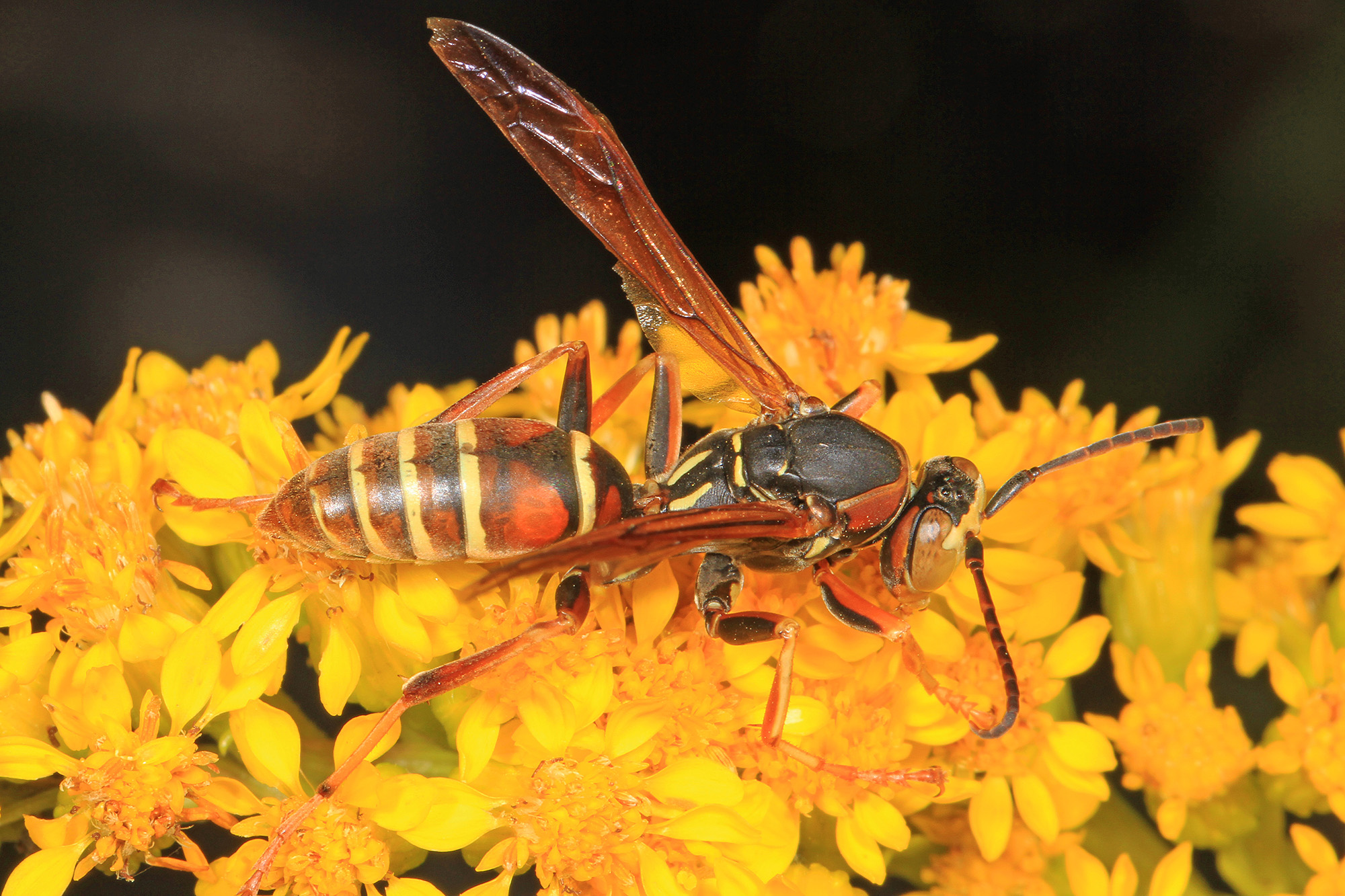 Polistes | North American Hornet Screening Tool