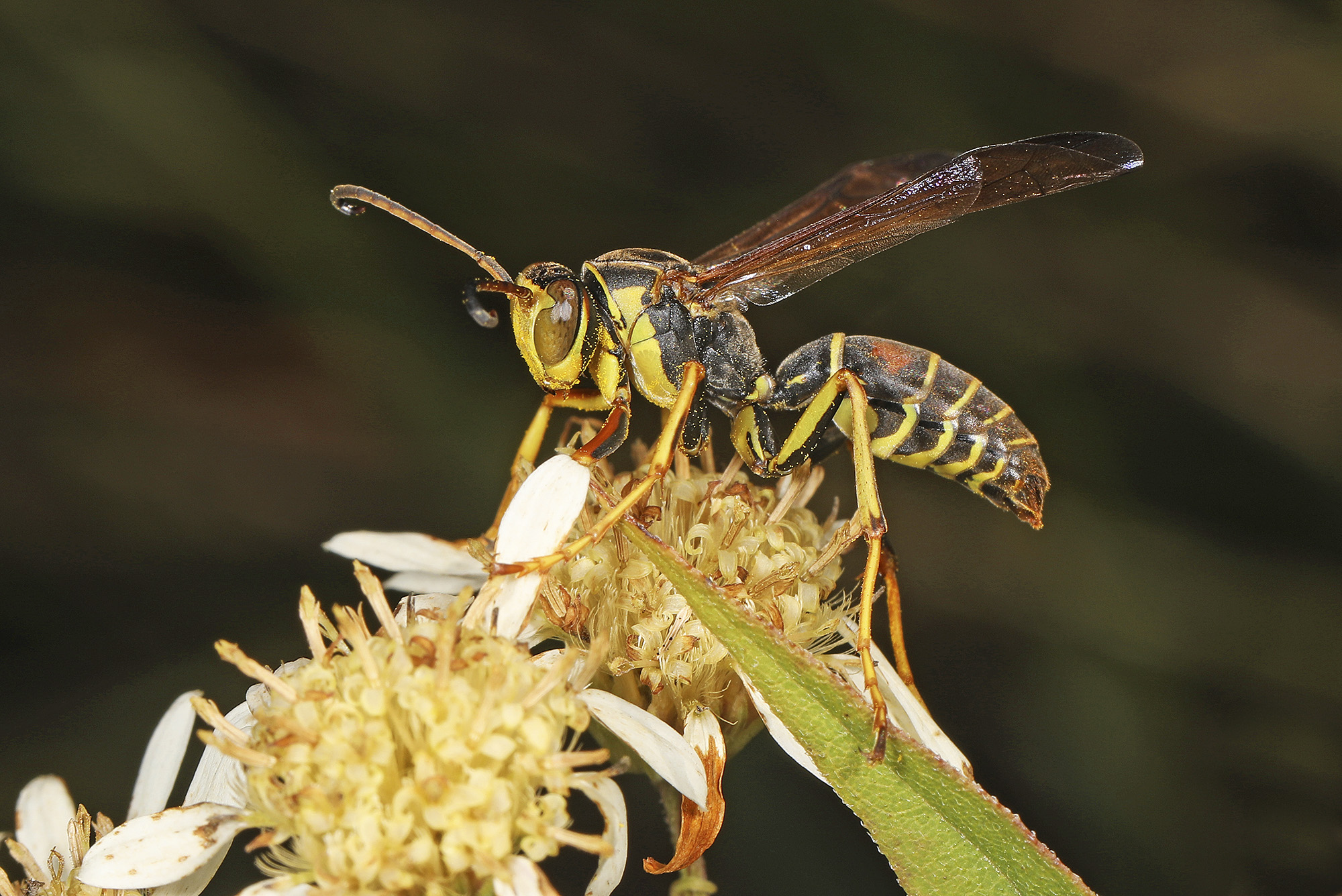 Polistes | North American Hornet Screening Tool