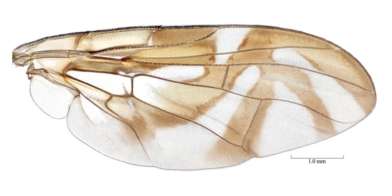 Anastrepha acidusa (Walker)