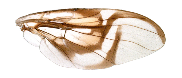 Anastrepha sp. nr. anomala 2 [Brazil, Bahia]