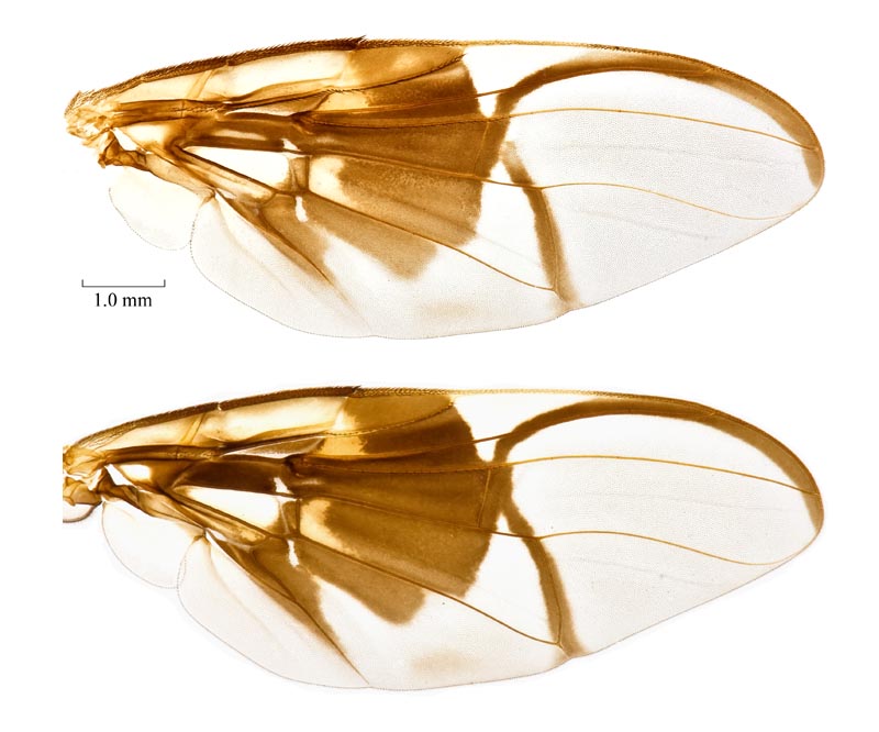 Anastrepha anomoiae Norrbom