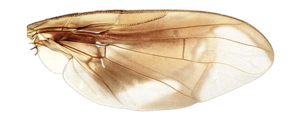 Anastrepha atrigona Hendel