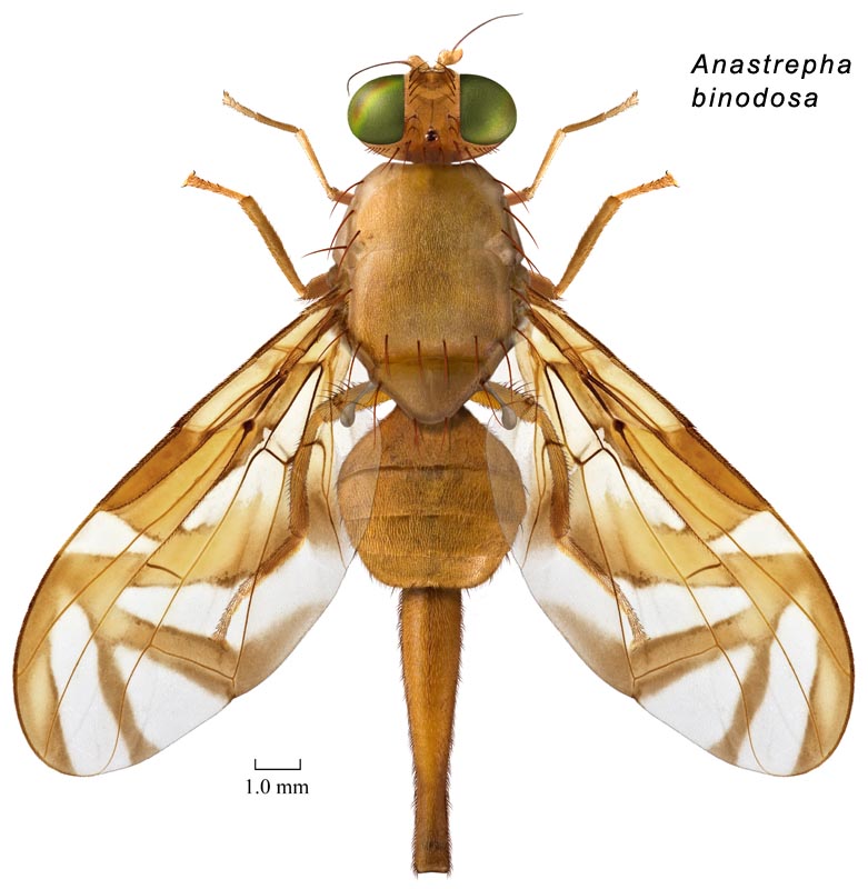 Anastrepha binodosa Stone