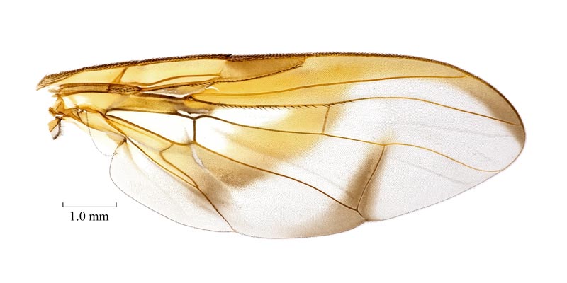 Anastrepha castilloi Norrbom