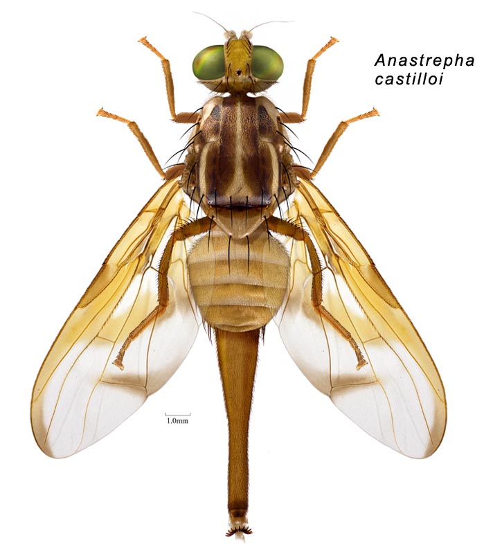Anastrepha castilloi Norrbom
