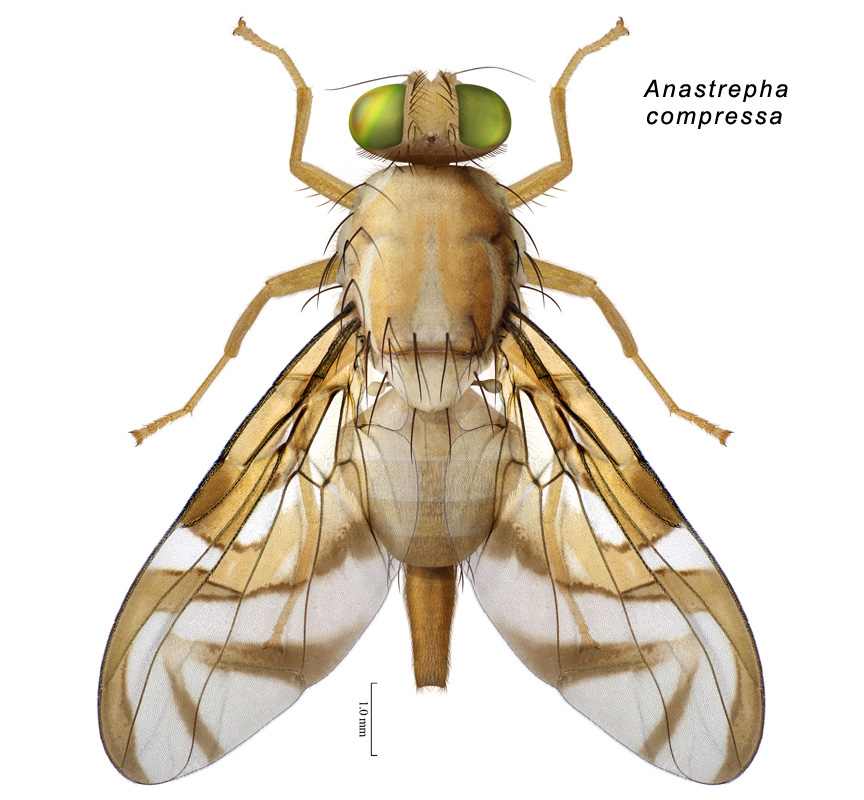 Anastrepha compressa Stone