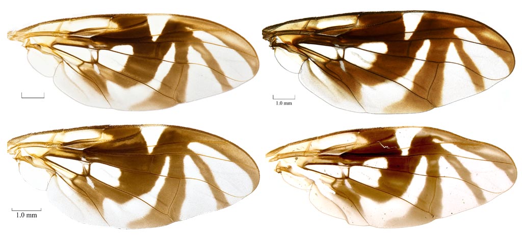Anastrepha concava Greene