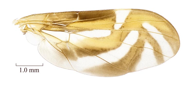 Anastrepha disticrux Norrbom & Korytkowski