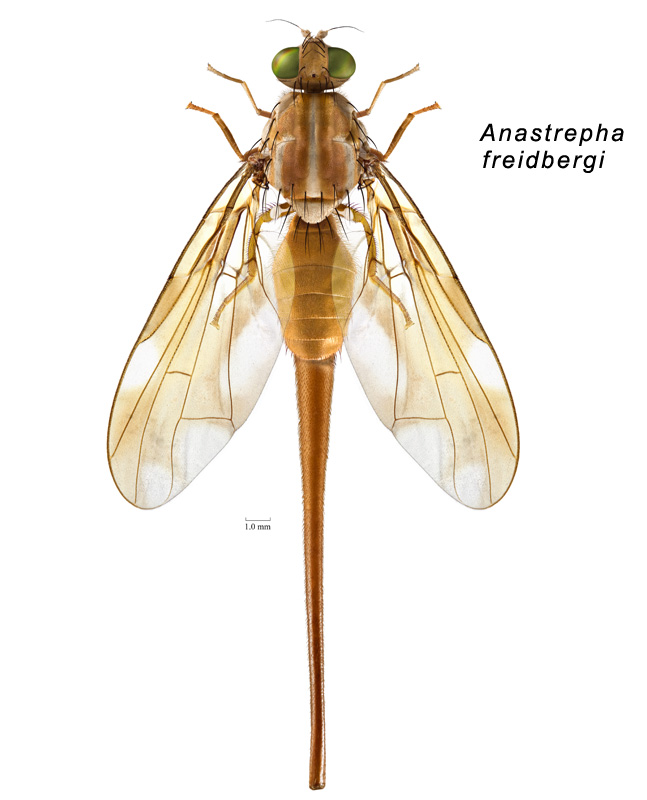 Anastrepha freidbergi Norrbom