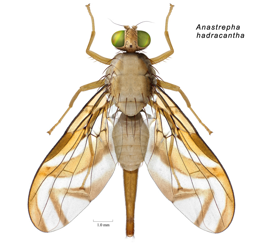 Anastrepha hadracantha Norrbom & Korytkowski