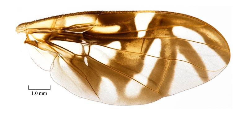 Anastrepha isolata Norrbom & Korytkowski