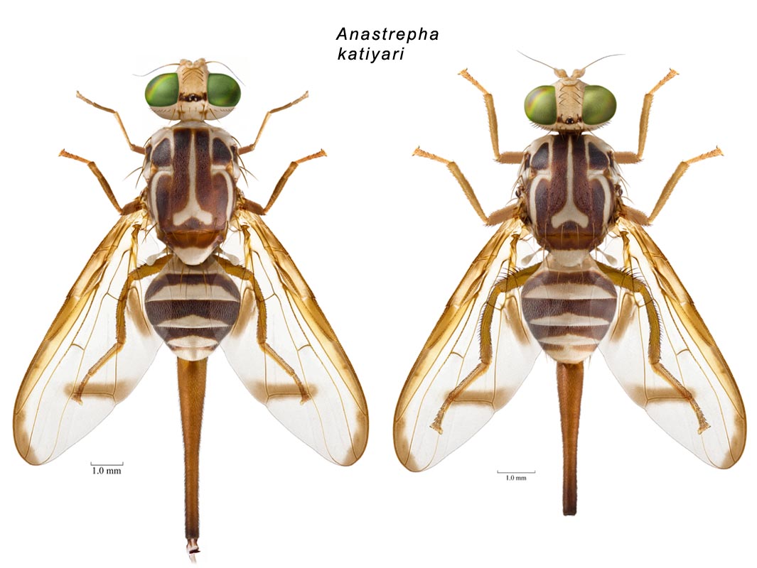 Anastrepha katiyari Norrbom