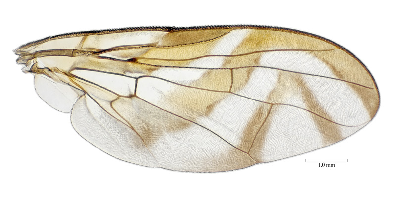 Anastrepha macracantha Norrbom & Korytkowski