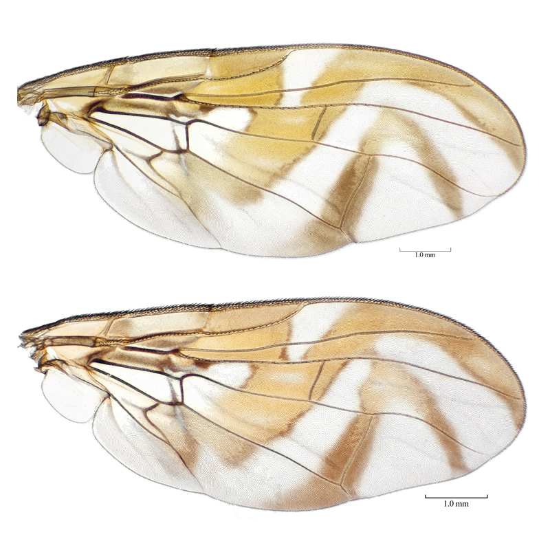 Anastrepha passiflorae Greene