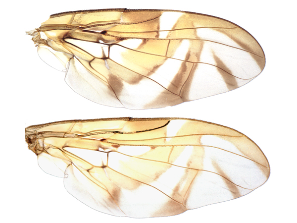 Anastrepha sagittata (Stone)