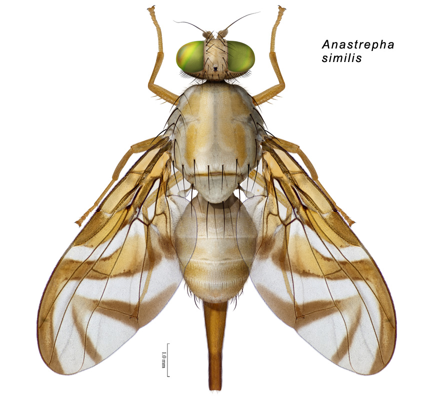 Anastrepha similis Greene