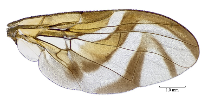 Anastrepha similis Greene