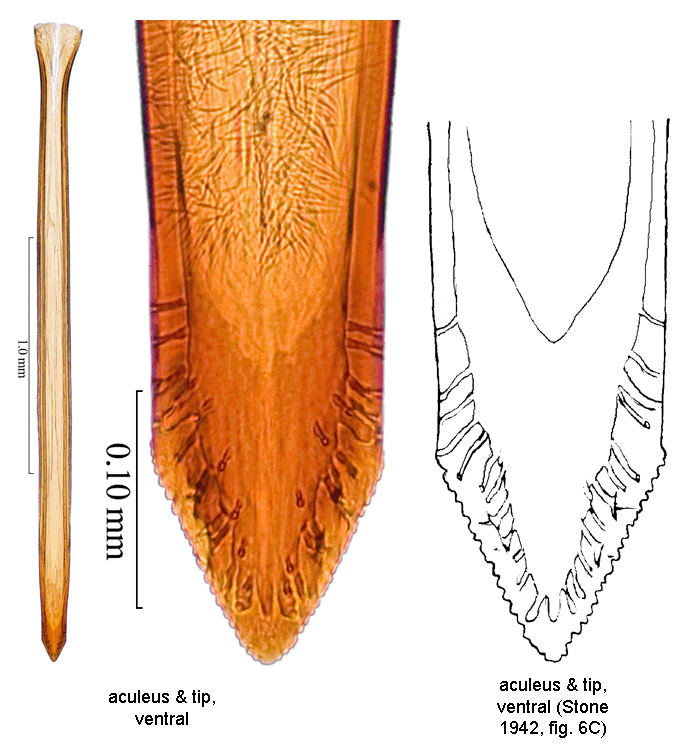 Anastrepha similis Greene