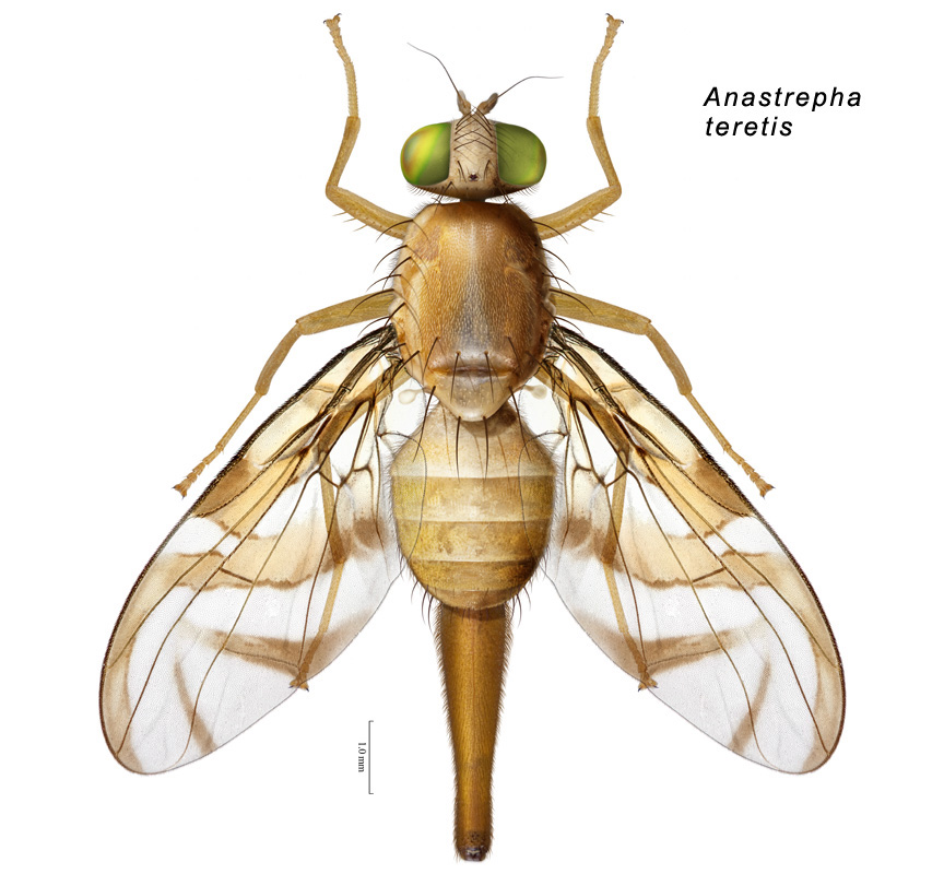 Anastrepha teretis Stone