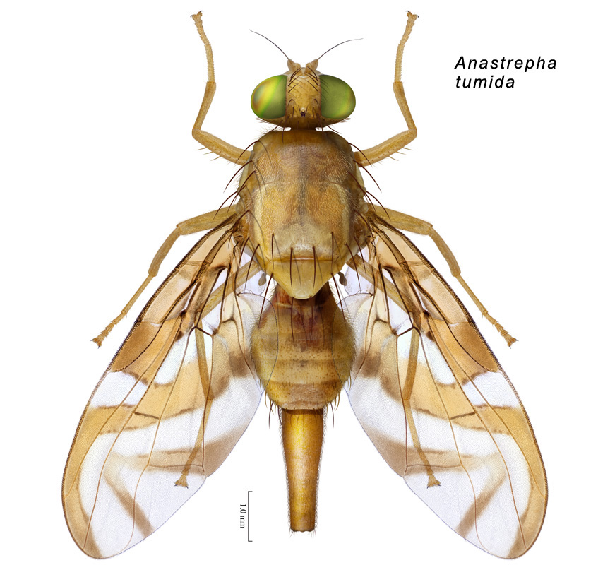 Anastrepha tumida Stone