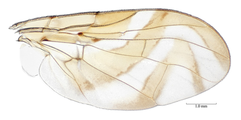 Anastrepha xanthochaeta Hendel